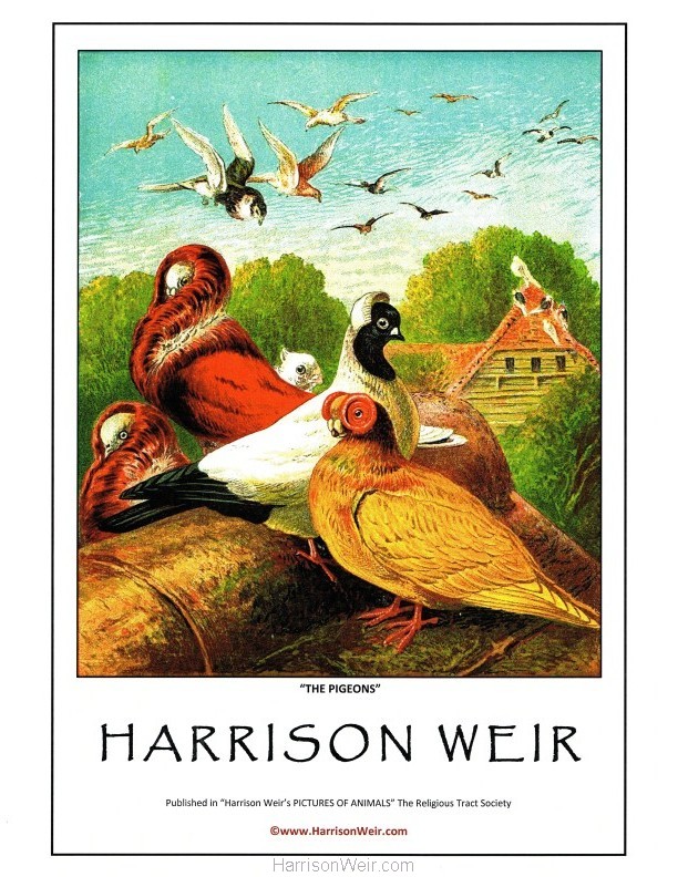 PRINTS & SERVICES - Harrison Weir Harrison Weir